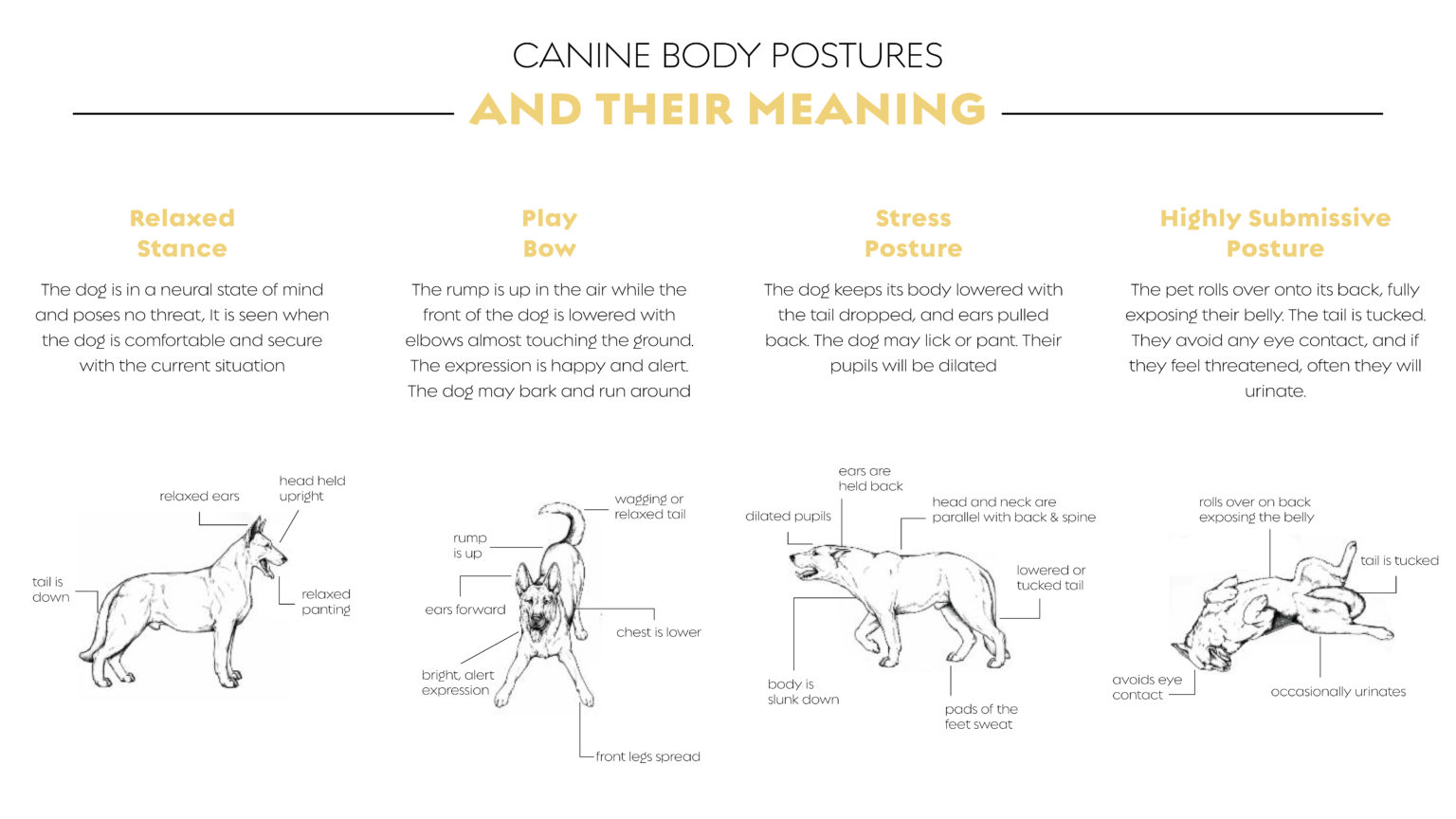 9 Signs Your Dog Feels Discomfort | Canna Companion