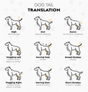 9 Signs Your Dog Feels Discomfort | Canna Companion